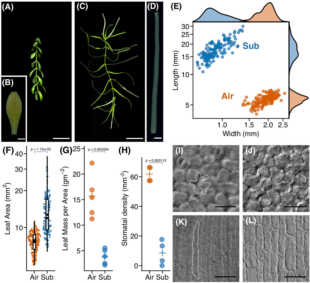 Frontiers | Dimorphic Leaf Development of the Aquatic Plant Callitriche ...