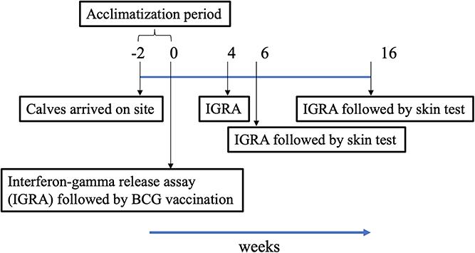 Frontiers | A Defined Antigen Skin Test That Enables Implementation of ...