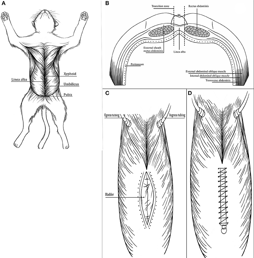Frontiers | Small vs. Large Suture Bite-to-Stitch Interval for Closure ...