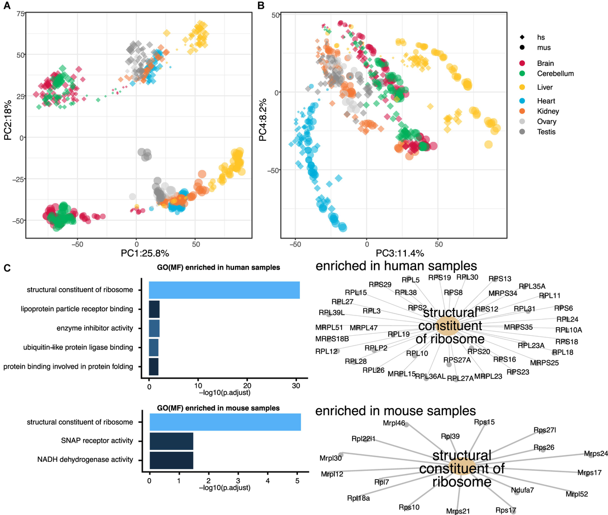 Frontiers | Comparative Transcriptome Landscape of Mouse and Human Hearts