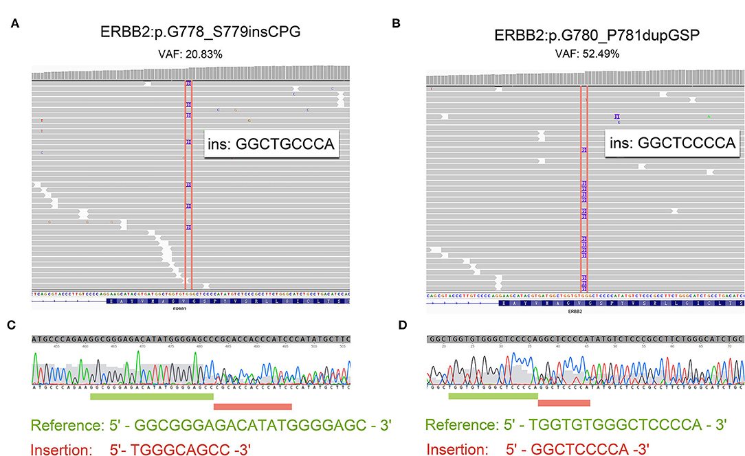 Frontiers | HER2 Exon 20 Insertion Mutations in Lung Adenocarcinoma ...
