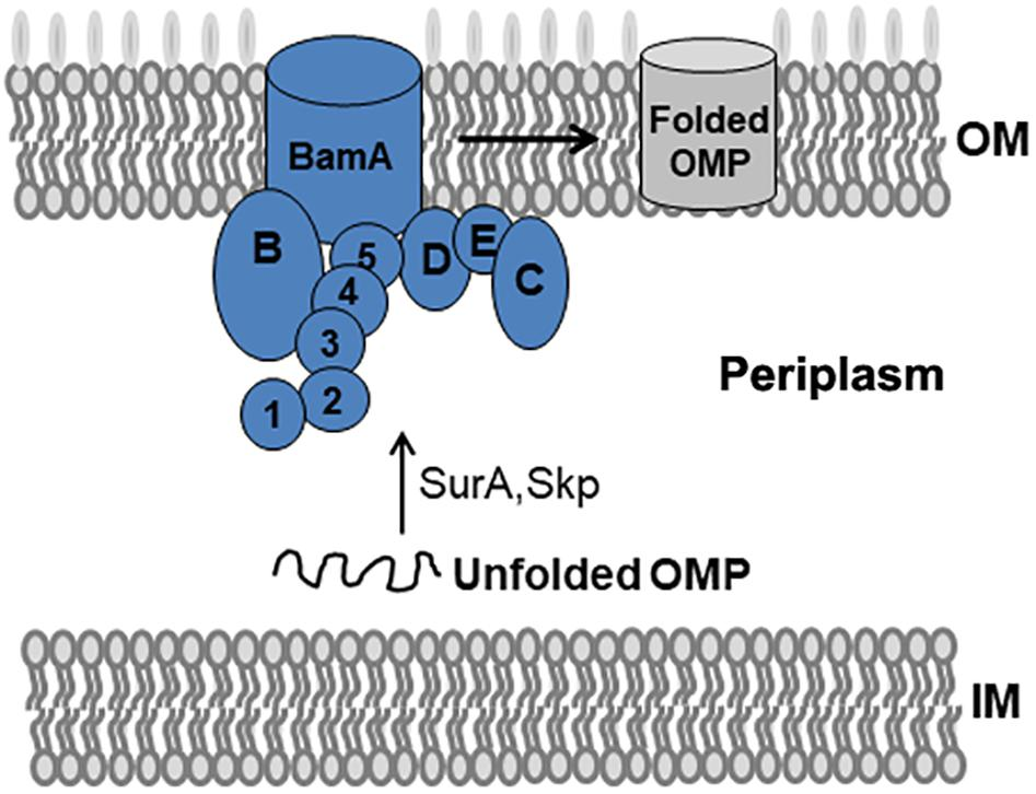 Frontiers | Identification of a Compound That Inhibits the Growth of ...