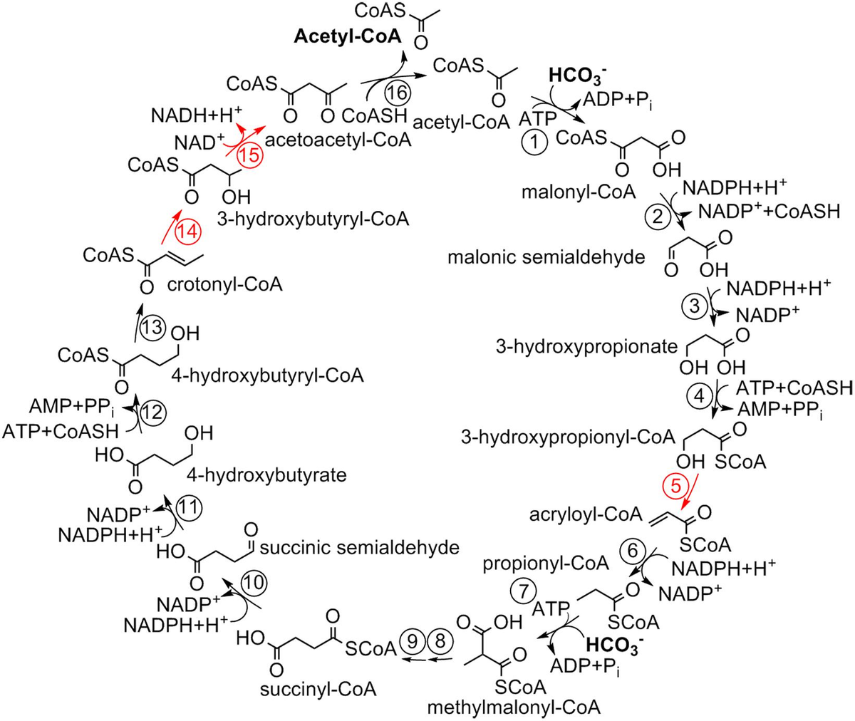 Frontiers | Enzymes Catalyzing Crotonyl-CoA Conversion to Acetoacetyl ...