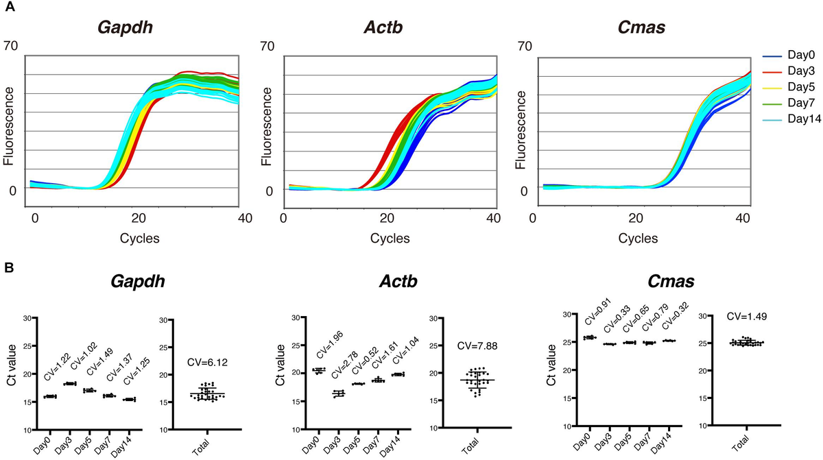 Frontiers | Methods for Accurate Assessment of Myofiber Maturity During ...