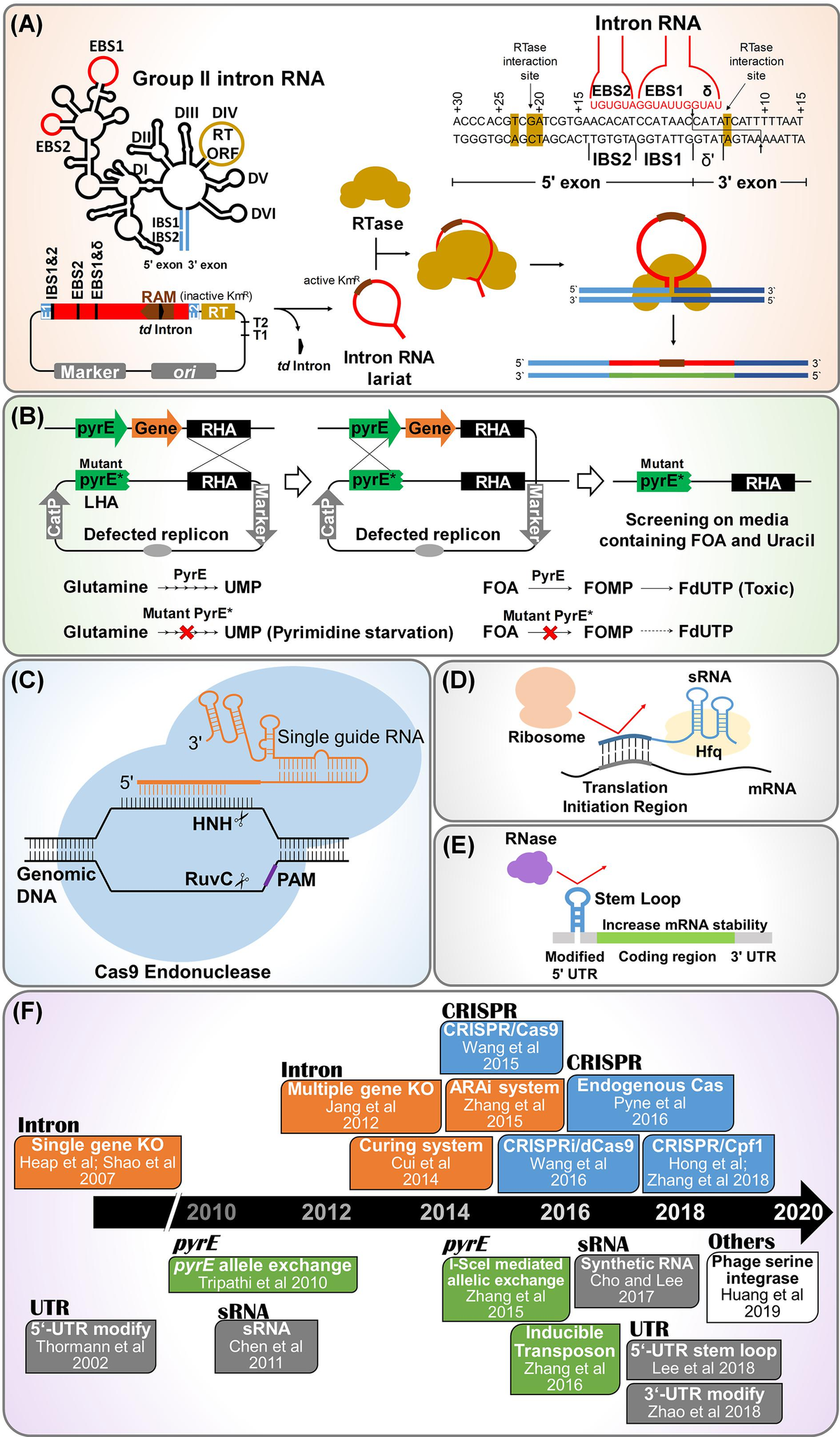 Frontiers Synthetic Biology Tools For Genome And Transcriptome