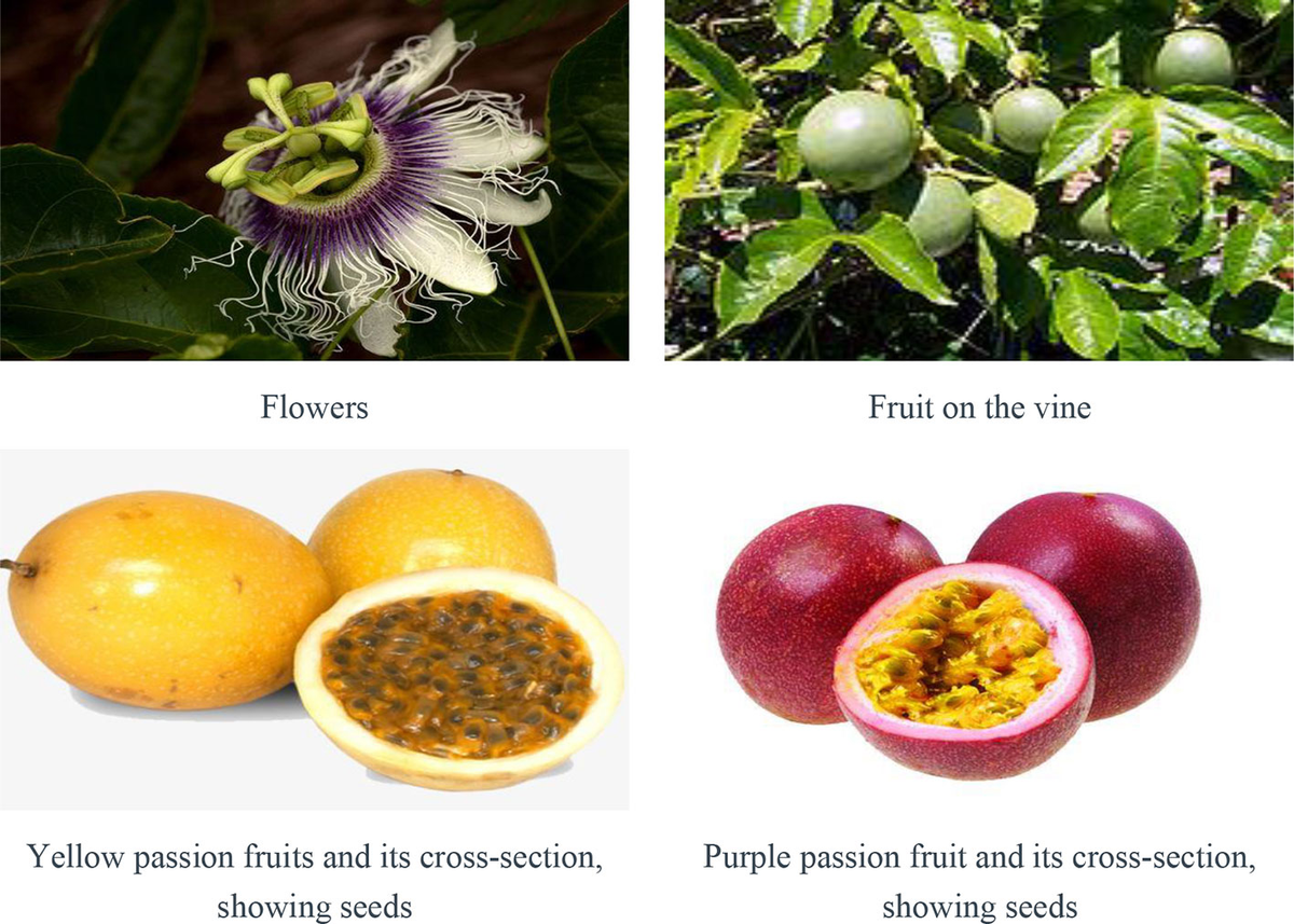 Frontiers | Passiflora edulis: An Insight Into Current Researches on ...