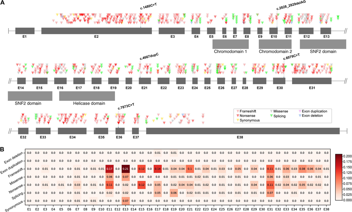 Frontiers | Clinical and Genetic Analysis of CHD7 Expands the Genotype ...