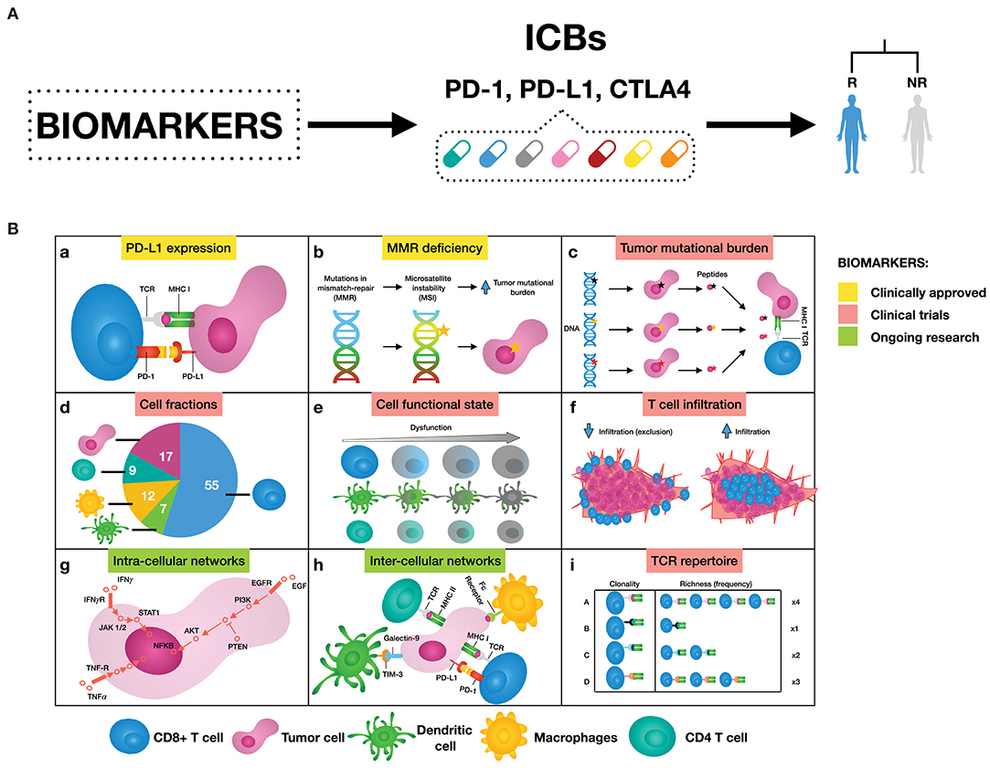 Frontiers | Toward Systems Biomarkers of Response to Immune Checkpoint ...