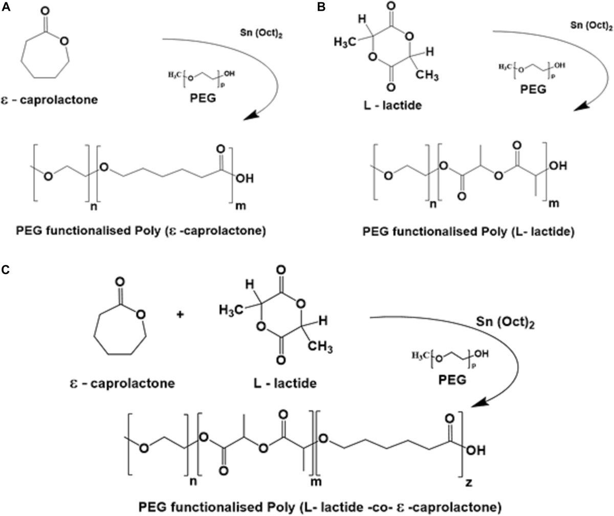 Frontiers | Cytocompatibility Evaluation of a Novel Series of PEG ...
