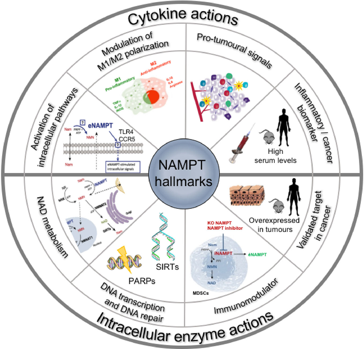 Frontiers | Recent Advances in NAMPT Inhibitors: A Novel Immunotherapic ...