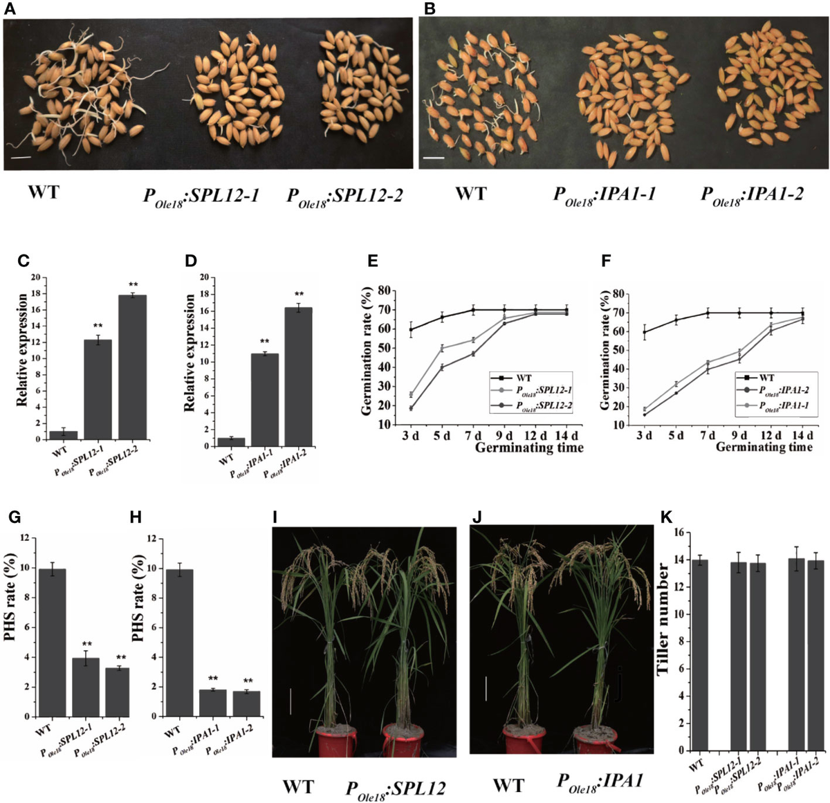 Frontiers | Seed-Specific Overexpression of SPL12 and IPA1 Improves ...