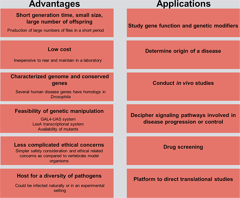 Frontiers | Drosophila as a Model Organism in Host–Pathogen Interaction ...