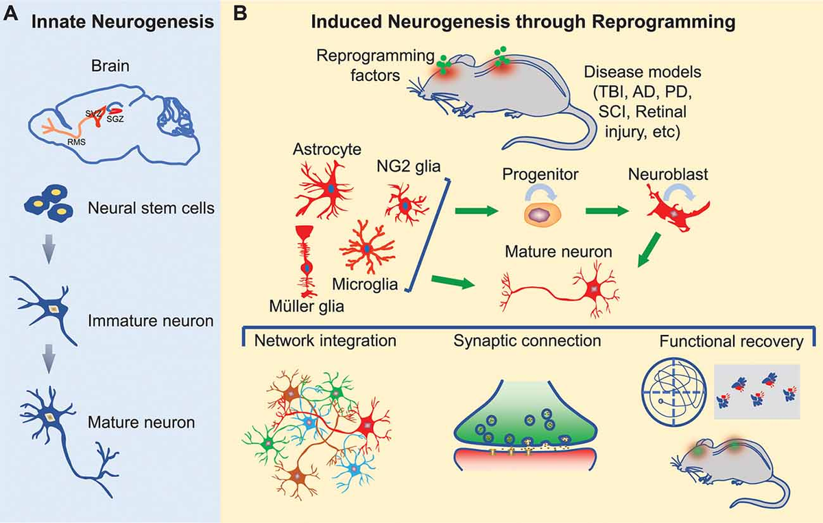 Frontiers | Regeneration Through in vivo Cell Fate Reprogramming for ...