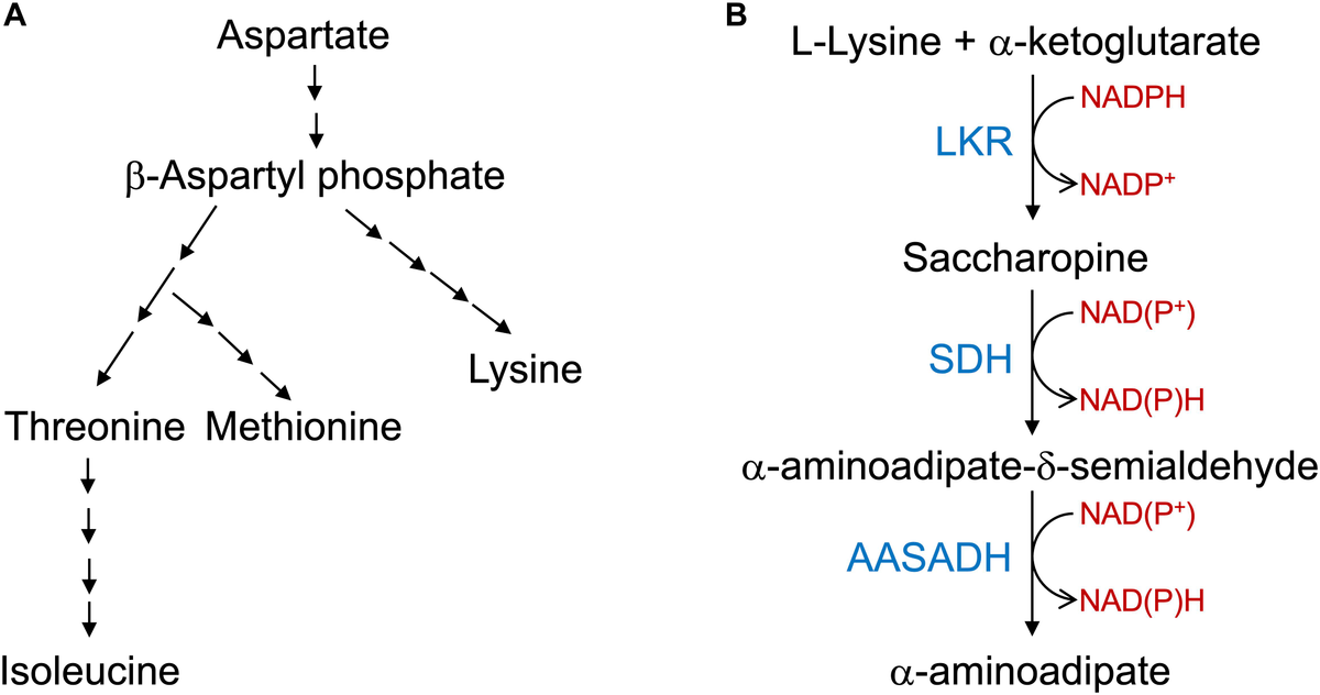 Frontiers | Lysine Catabolism Through the Saccharopine Pathway: Enzymes ...