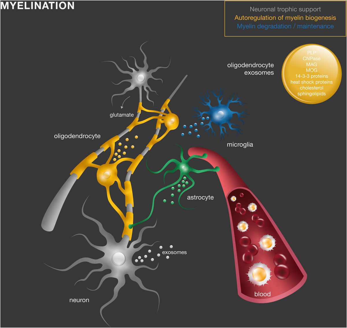 Frontiers | Exosome Circuitry During (De)(Re)Myelination of the Central ...