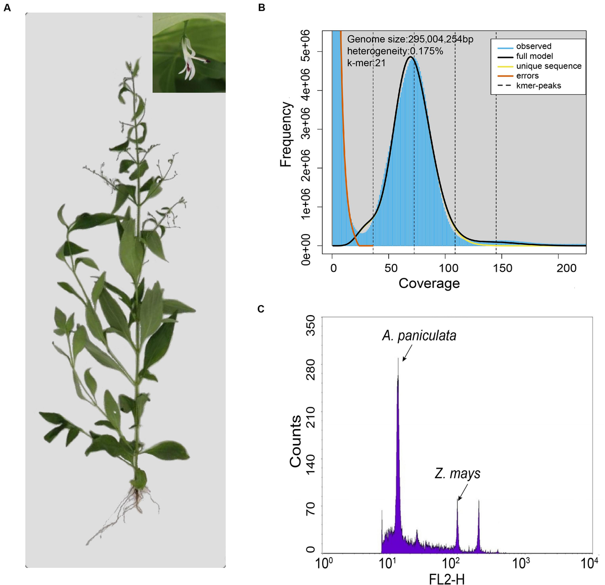 Frontiers | Chromosome Level Genome Assembly of Andrographis paniculata
