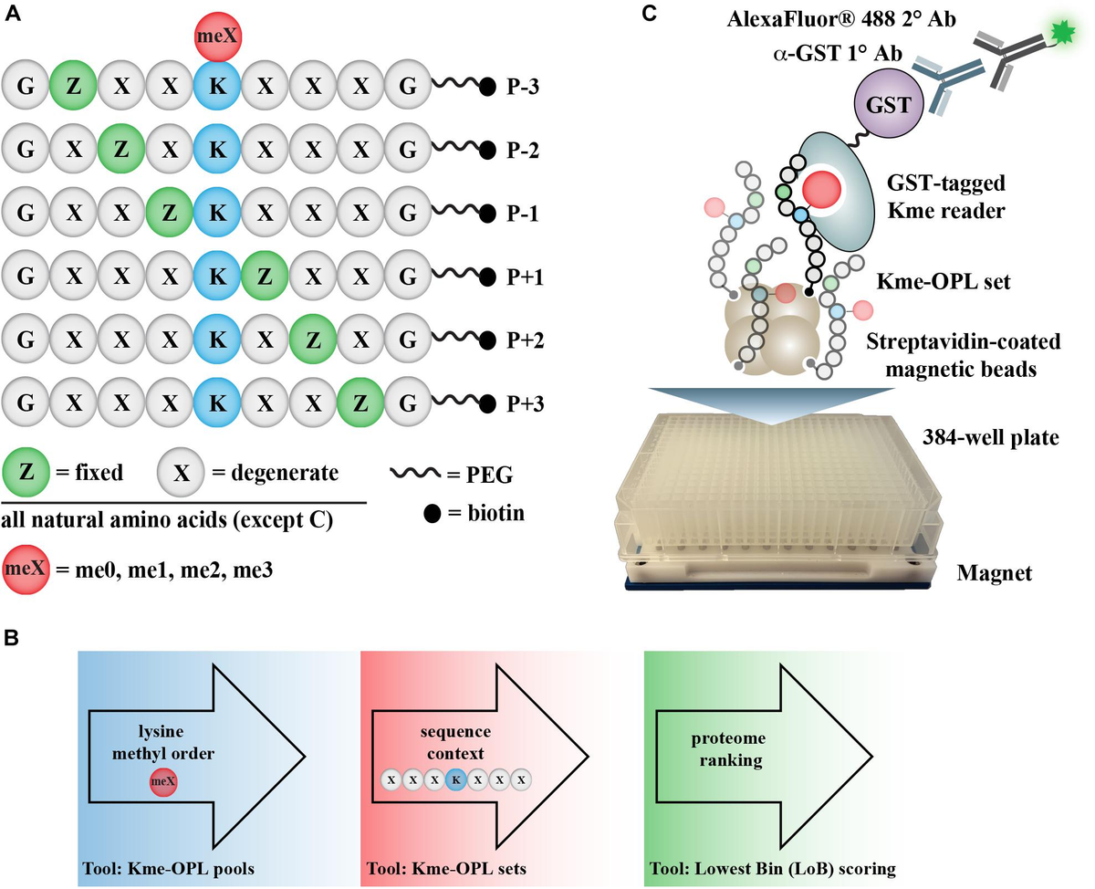 Frontiers | A Degenerate Peptide Library Approach to Reveal Sequence ...