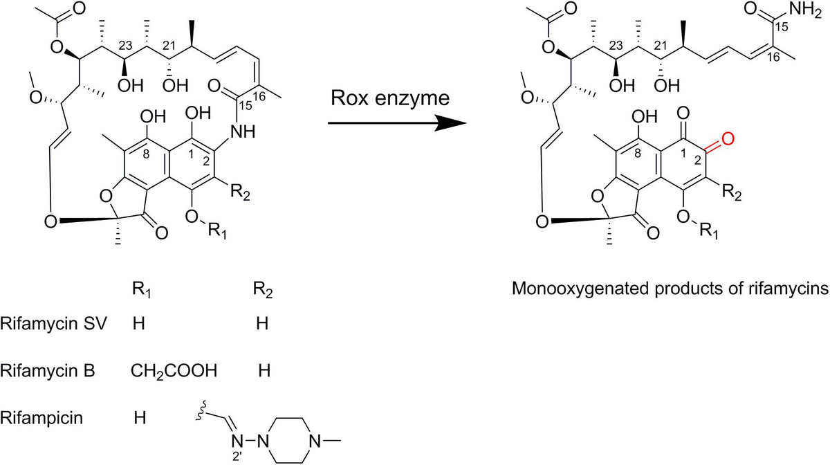 Frontiers | Characterization of the Rifamycin-Degrading Monooxygenase ...