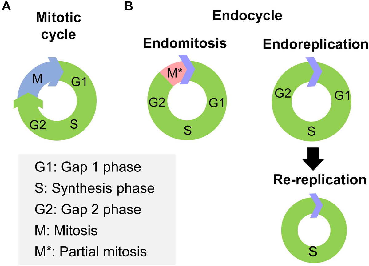 Frontiers | Regulatory Mechanisms of Cell Polyploidy in Insects