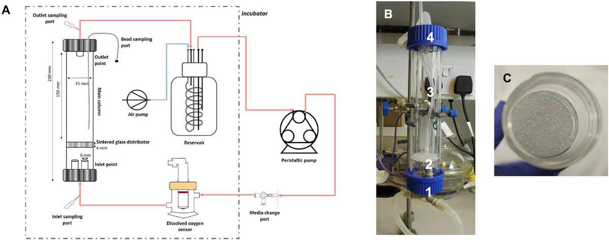Frontiers | Small-Scale Fluidized Bed Bioreactor for Long-Term Dynamic ...