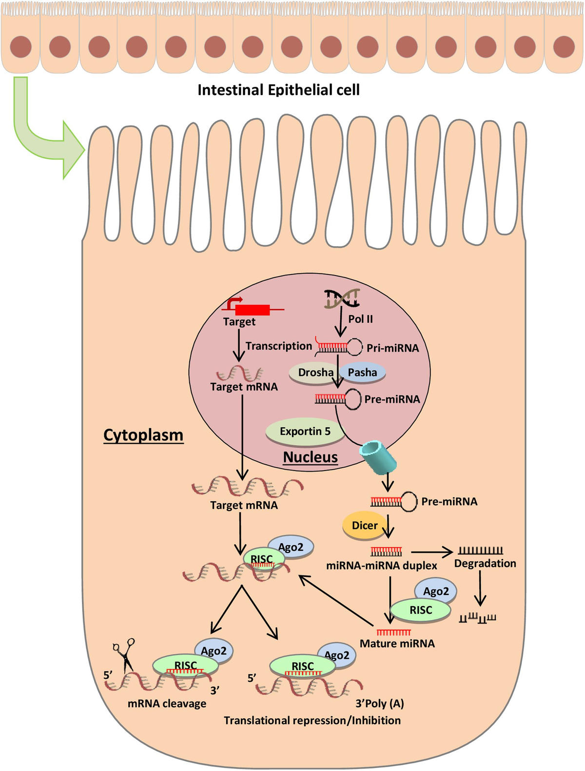 Frontiers | Fecal MicroRNAs as Potential Biomarkers for Screening and ...