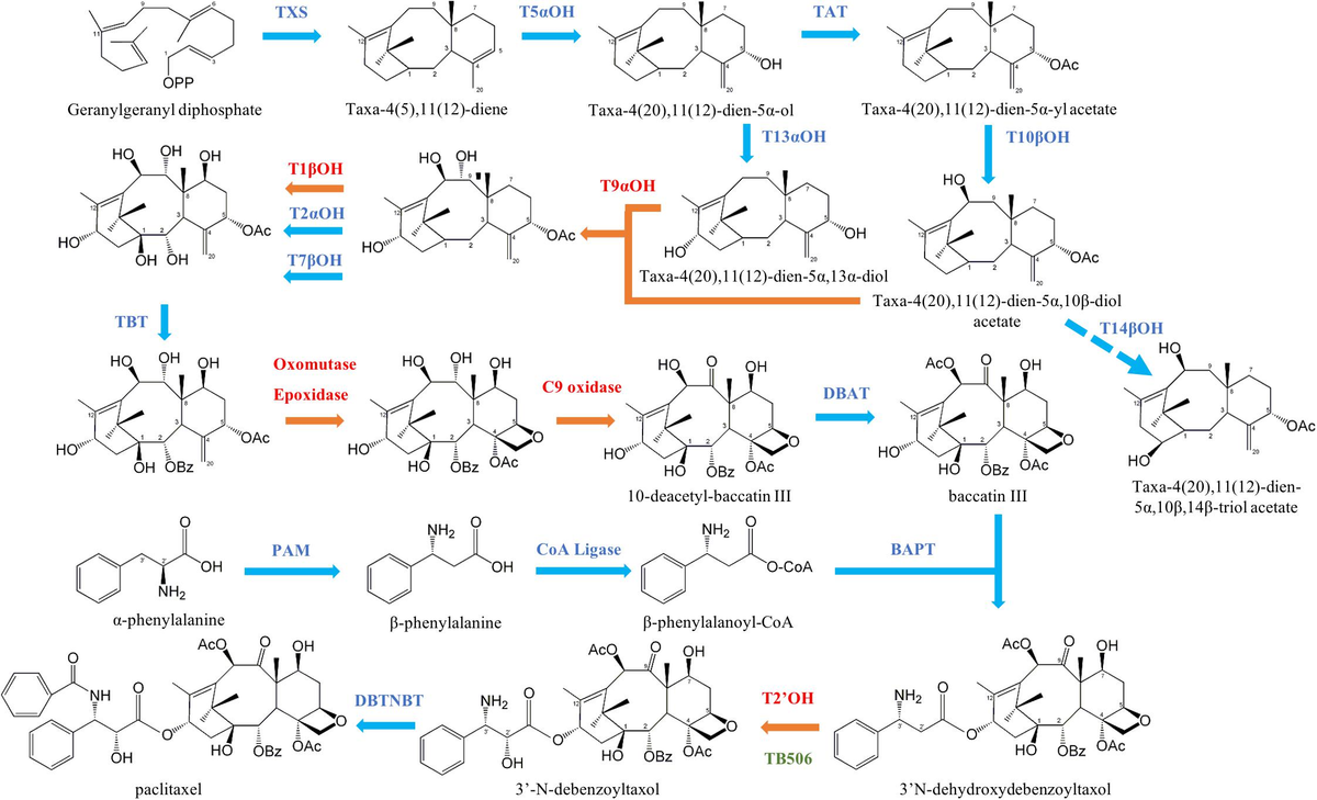 Frontiers | A Novel Hydroxylation Step in the Taxane Biosynthetic ...