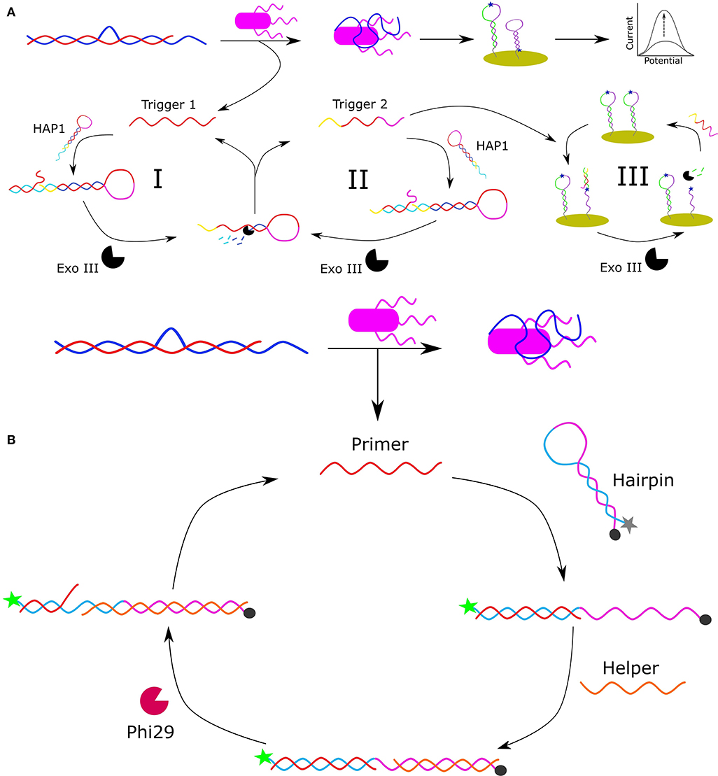 Frontiers | Aptamer-Based Biosensors for Environmental Monitoring