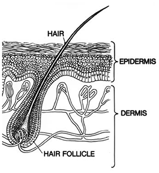 Frontiers | Automatic Segmentation of Epidermis and Hair Follicles in ...