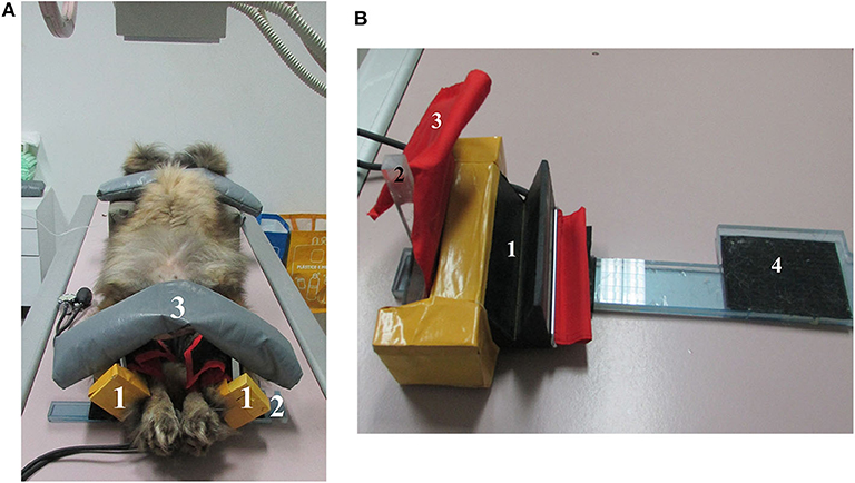 Frontiers | Hands-Free Conventional Radiographic Ventrodorsal Hip ...
