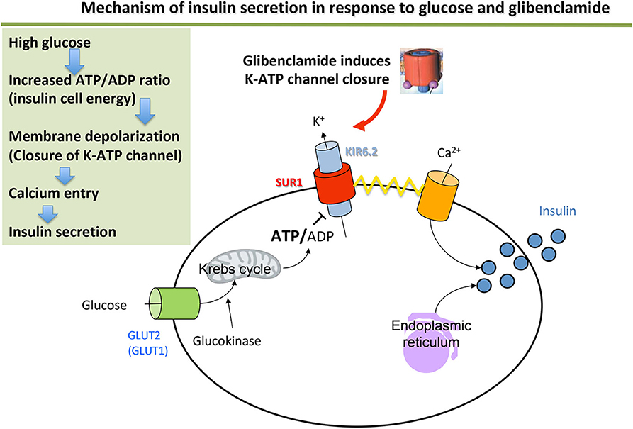 Frontiers | Neonatal Diabetes Mellitus