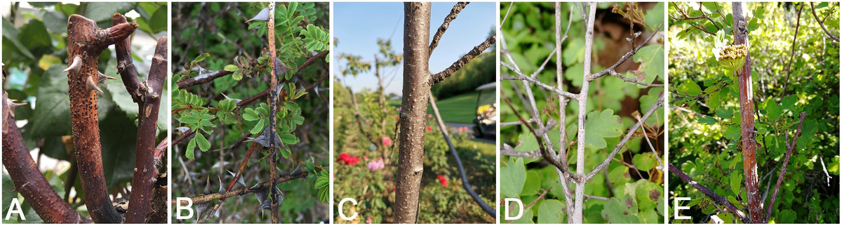 Frontiers | High Diversity of Cytospora Associated With Canker and ...