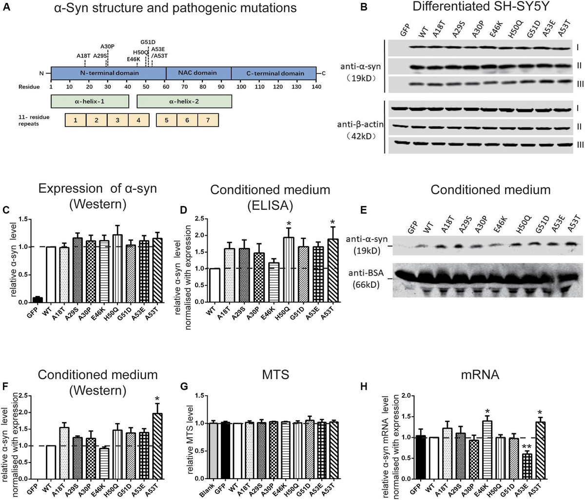 Frontiers | Pathogenic Mutations Differentially Regulate Cell-to-Cell ...