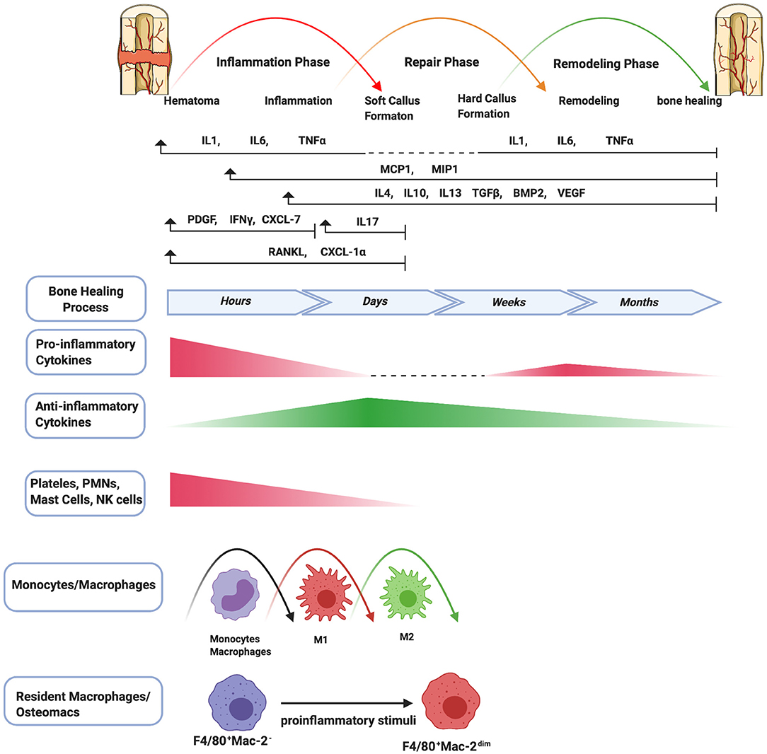 Frontiers | Modulation of the Inflammatory Response and Bone Healing