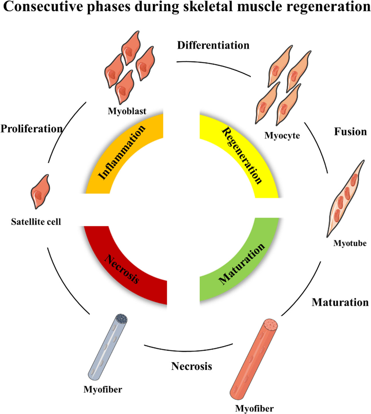 Frontiers | Advance in Drug Delivery for Ageing Skeletal Muscle
