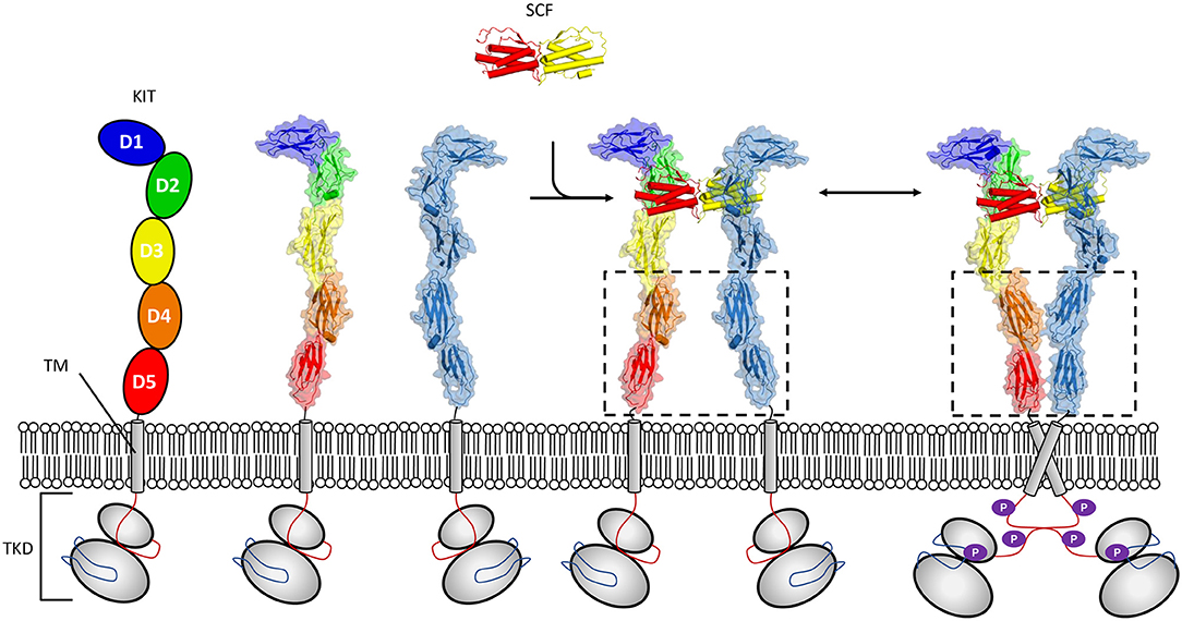 Frontiers | Structural Perspectives on Extracellular Recognition and ...
