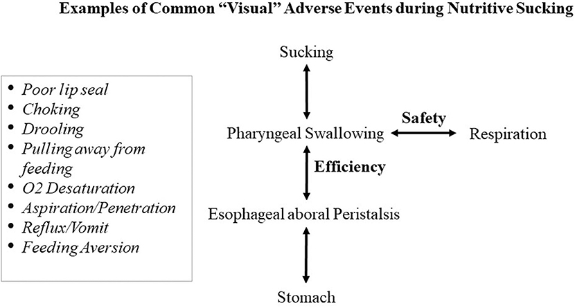 Frontiers | To Individualize the Management Care of High-Risk Infants ...