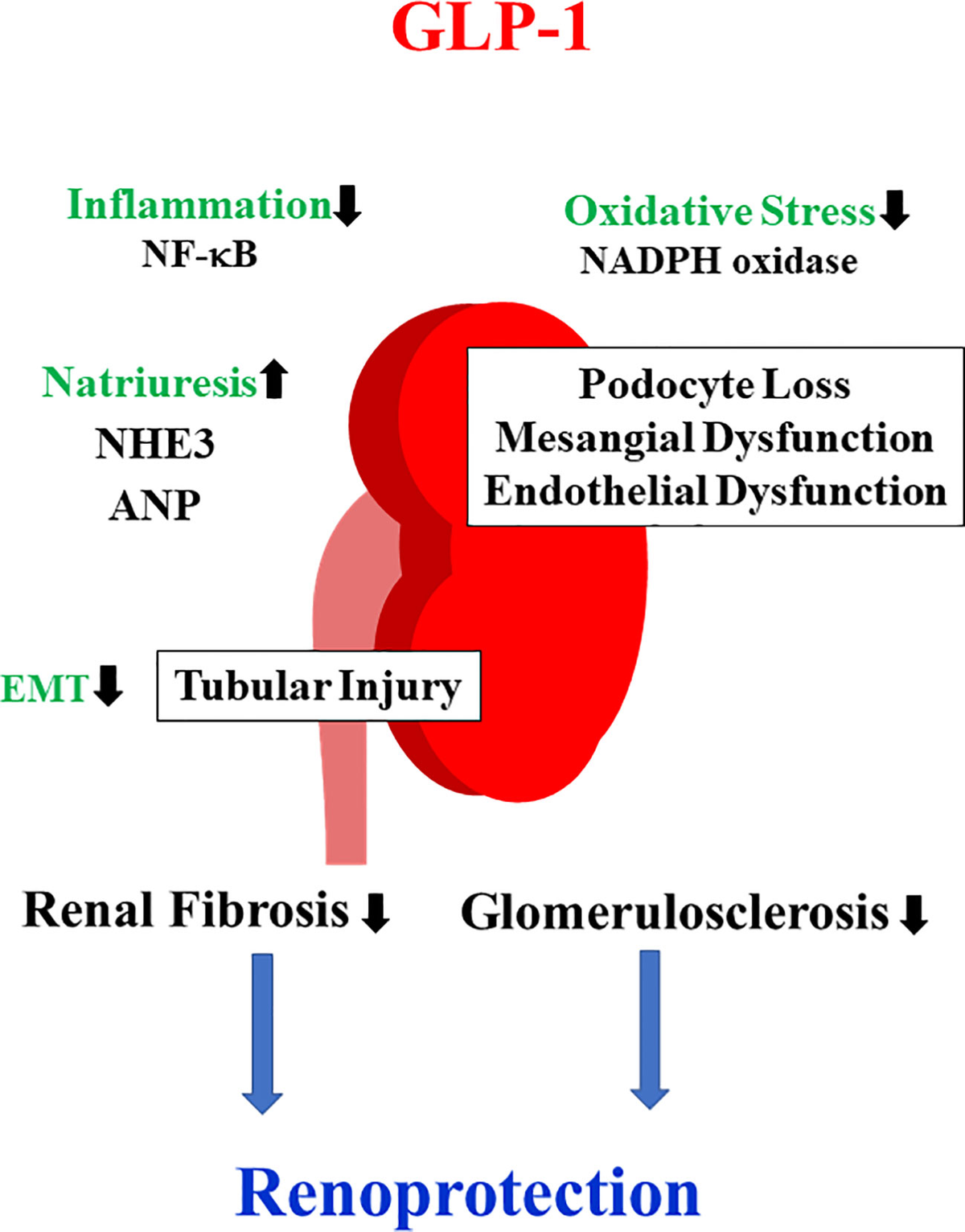 Frontiers | GLP-1 Receptor Agonists in Diabetic Kidney Disease: From ...