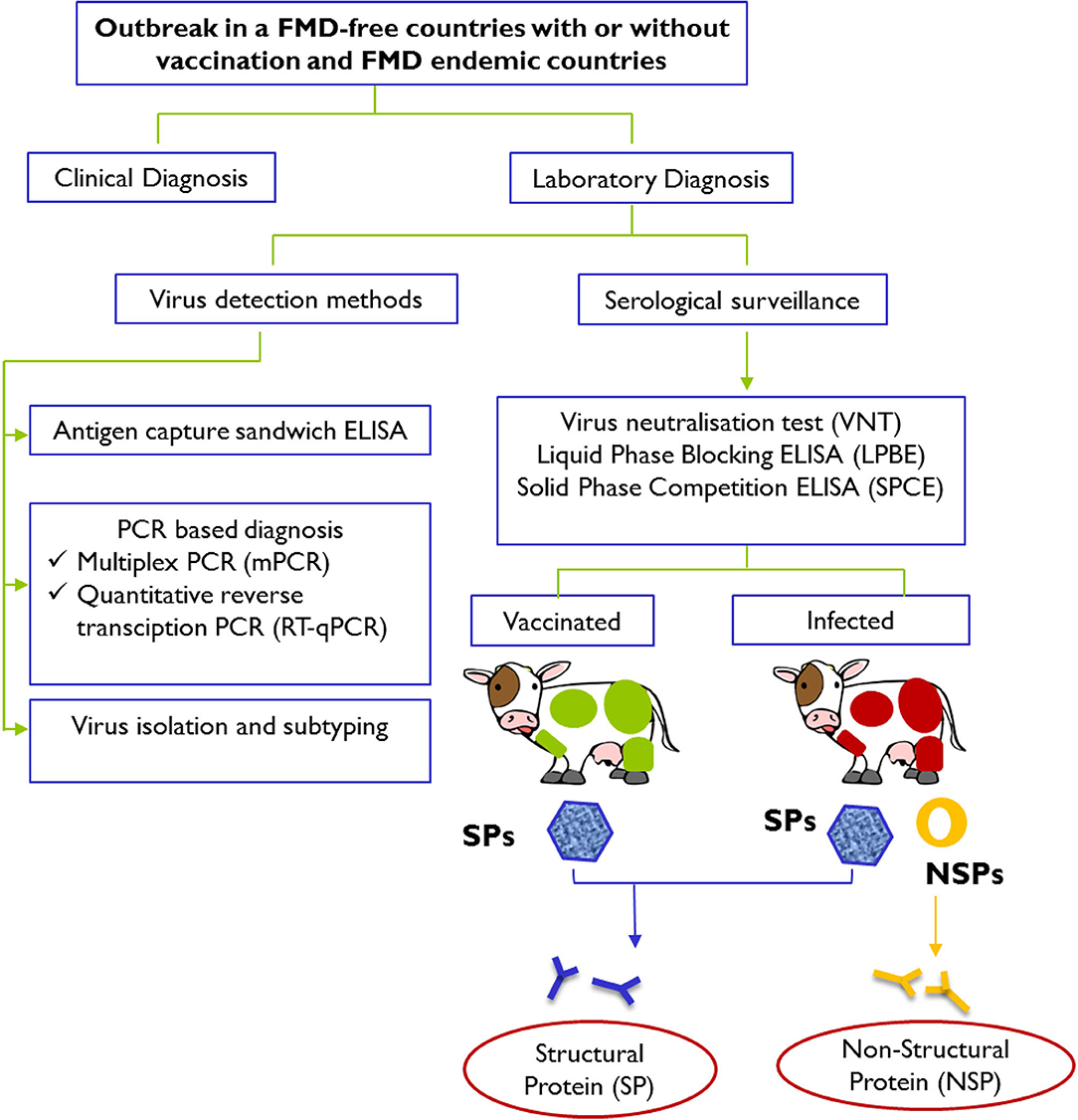 Frontiers | Advances in the Diagnosis of Foot-and-Mouth Disease