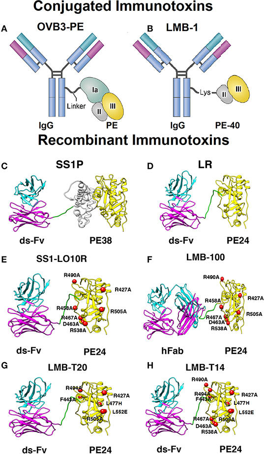 Frontiers | Immunogenicity of Immunotoxins Containing Pseudomonas ...