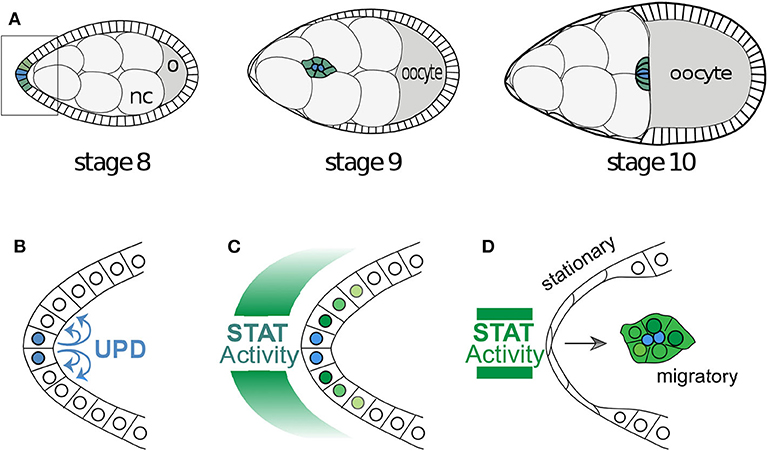 Frontiers | Development and Analysis of a Quantitative Mathematical ...