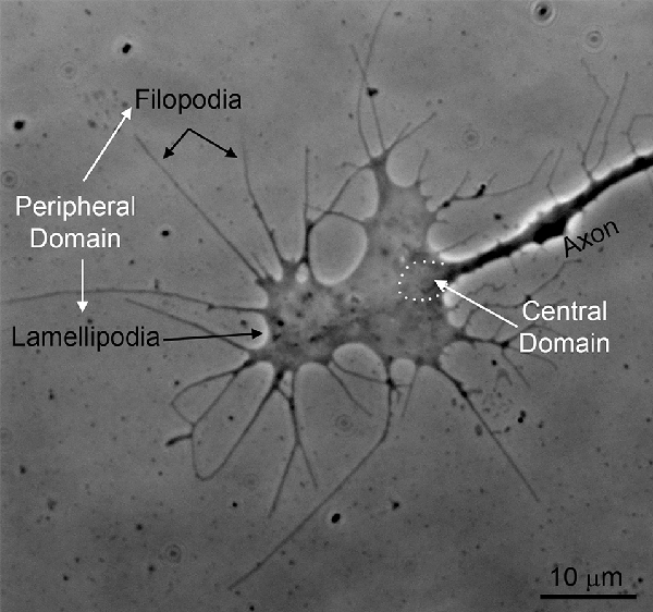 Frontiers | Mechanisms of Axon Elongation Following CNS Injury: What Is ...