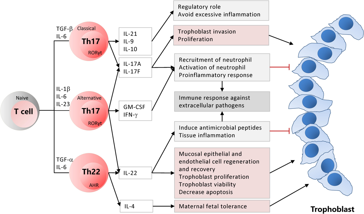 Frontiers | T Helper (Th) Cell Profiles in Pregnancy and Recurrent ...