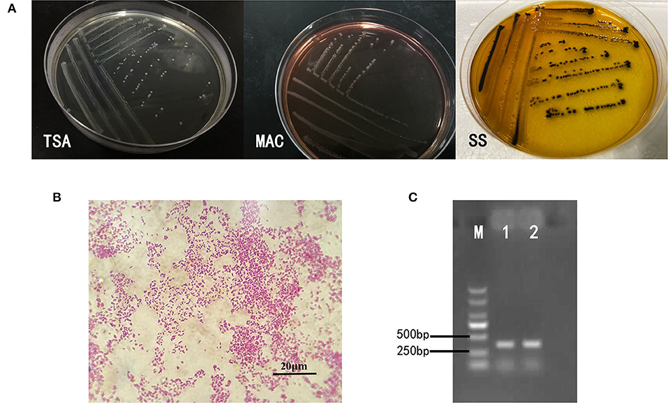 Frontiers | Antimicrobial Drug Resistance in Salmonella enteritidis ...