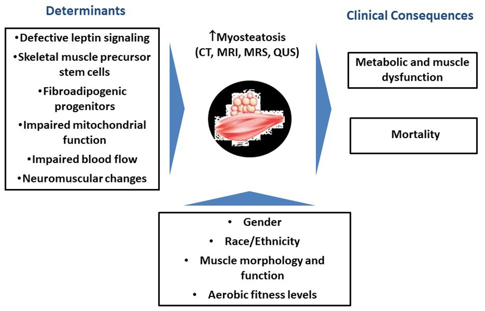 Frontiers | Myosteatosis in the Context of Skeletal Muscle Function ...