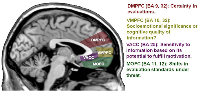 Frontiers | Three Ways in Which Midline Regions Contribute to Self ...