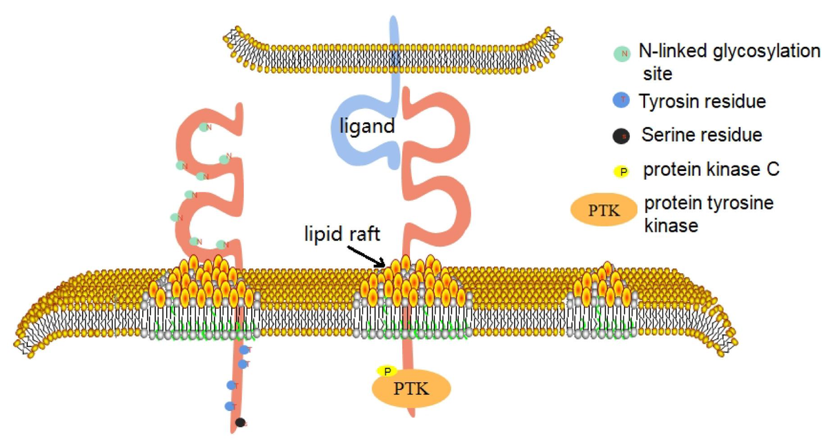 Frontiers | CD226: An Emerging Role in Immunologic Diseases