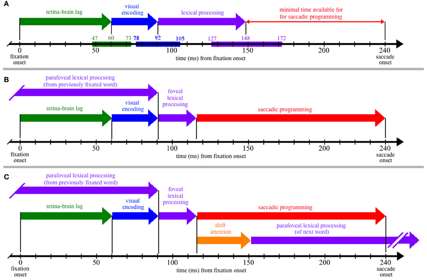 Frontiers | Neurophysiological constraints on the eye-mind link