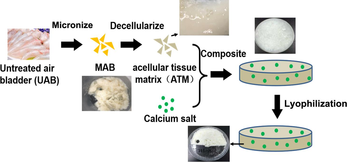 Frontiers | Utility of Air Bladder-Derived Nanostructured ECM for ...