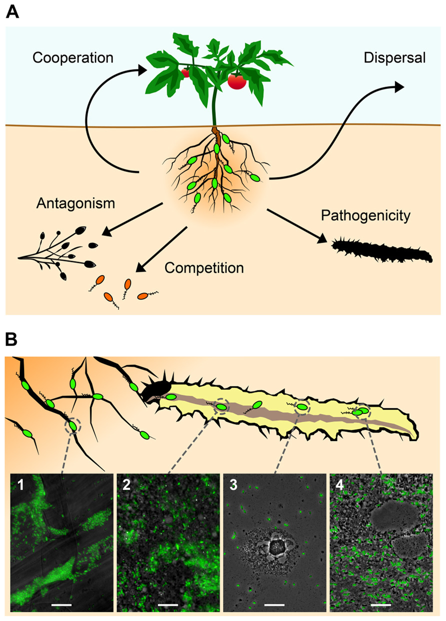 Frontiers | Promise for plant pest control: root-associated ...