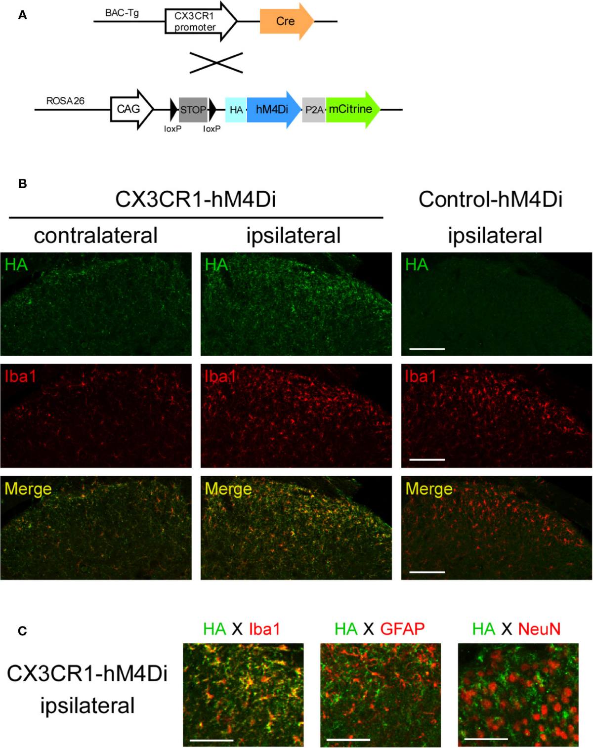 Frontiers | Chemogenetic Regulation of CX3CR1-Expressing Microglia ...